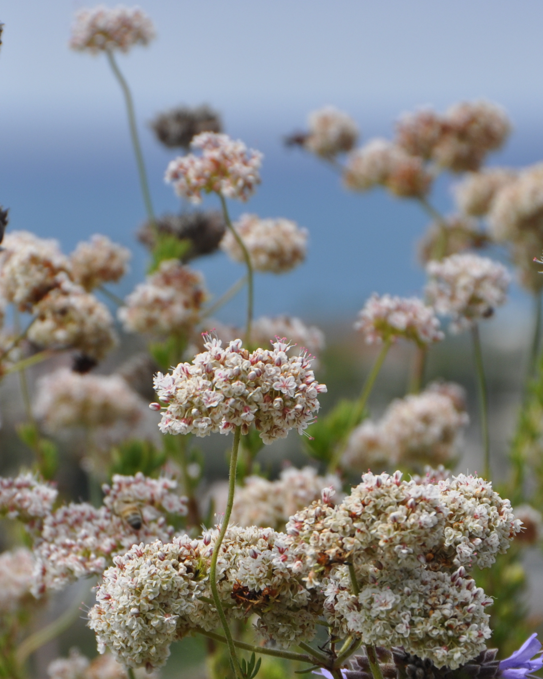 Buckwheat in Bloom – A Buckwheat in Every Garden