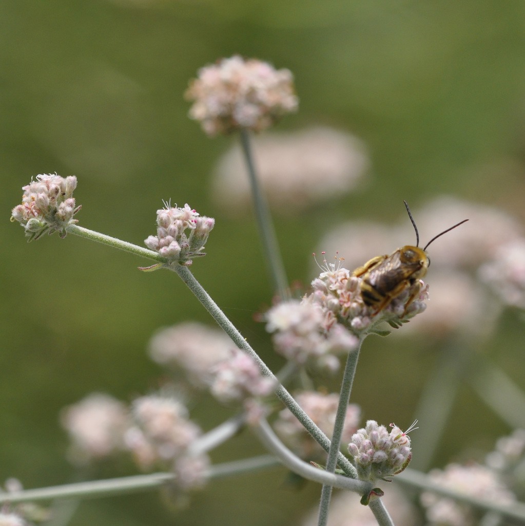 Buckwheat Giveaway in Dana Point – A Buckwheat in Every Garden
