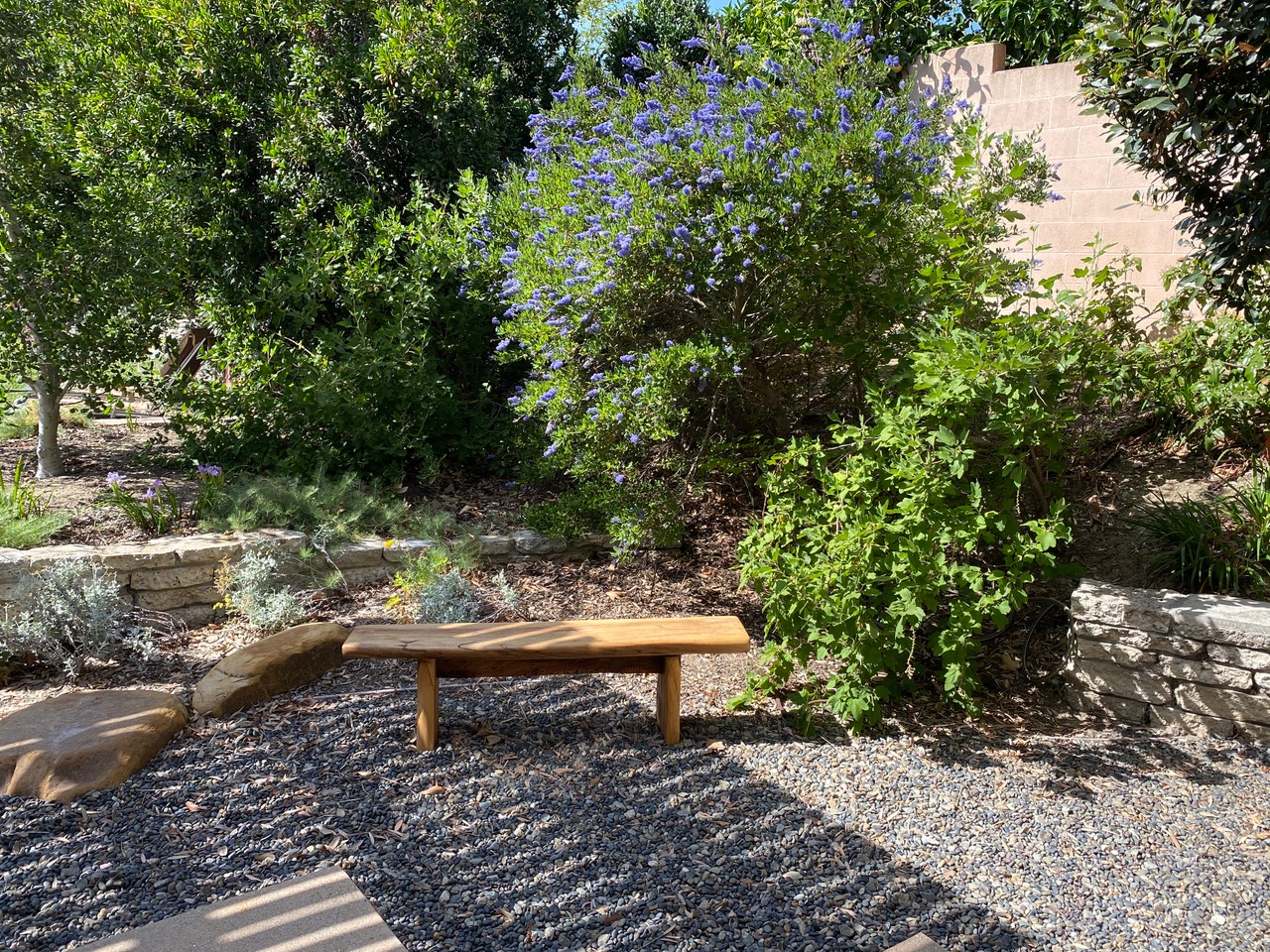 Designing a California Native Garden – A Buckwheat in Every Garden